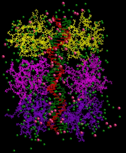 6 G4 PAMAM binding to dsDNA